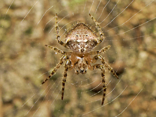 Australian Ladder-web Spiders (Genus Telaprocera) · iNaturalist
