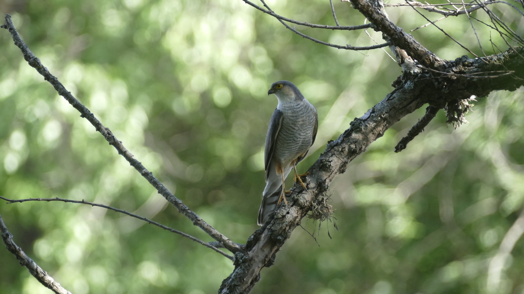 Rufous-thighed Hawk from La Bolsa, Córdoba, Argentina on December 19 ...