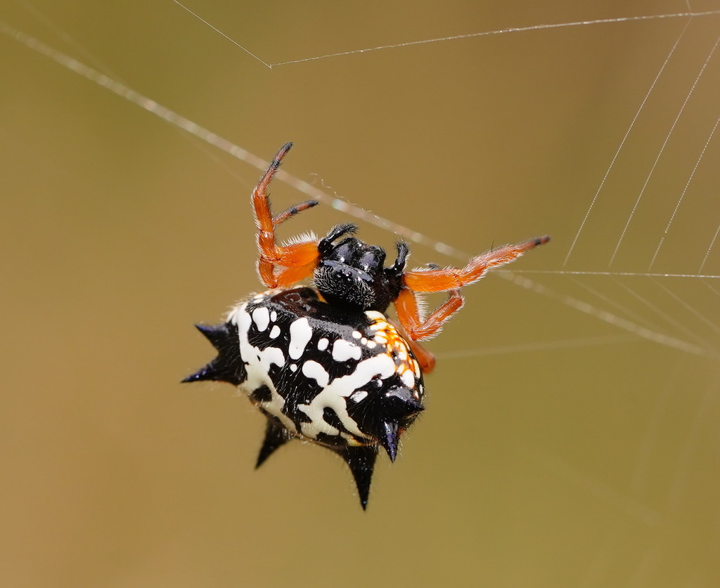 Christmas Jewel Spider from Nigretta Falls, Hamilton VIC AU on December ...