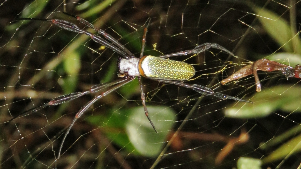 Golden Silk Spider from Alto da Boa Vista, Rio de Janeiro - RJ, Brasil ...