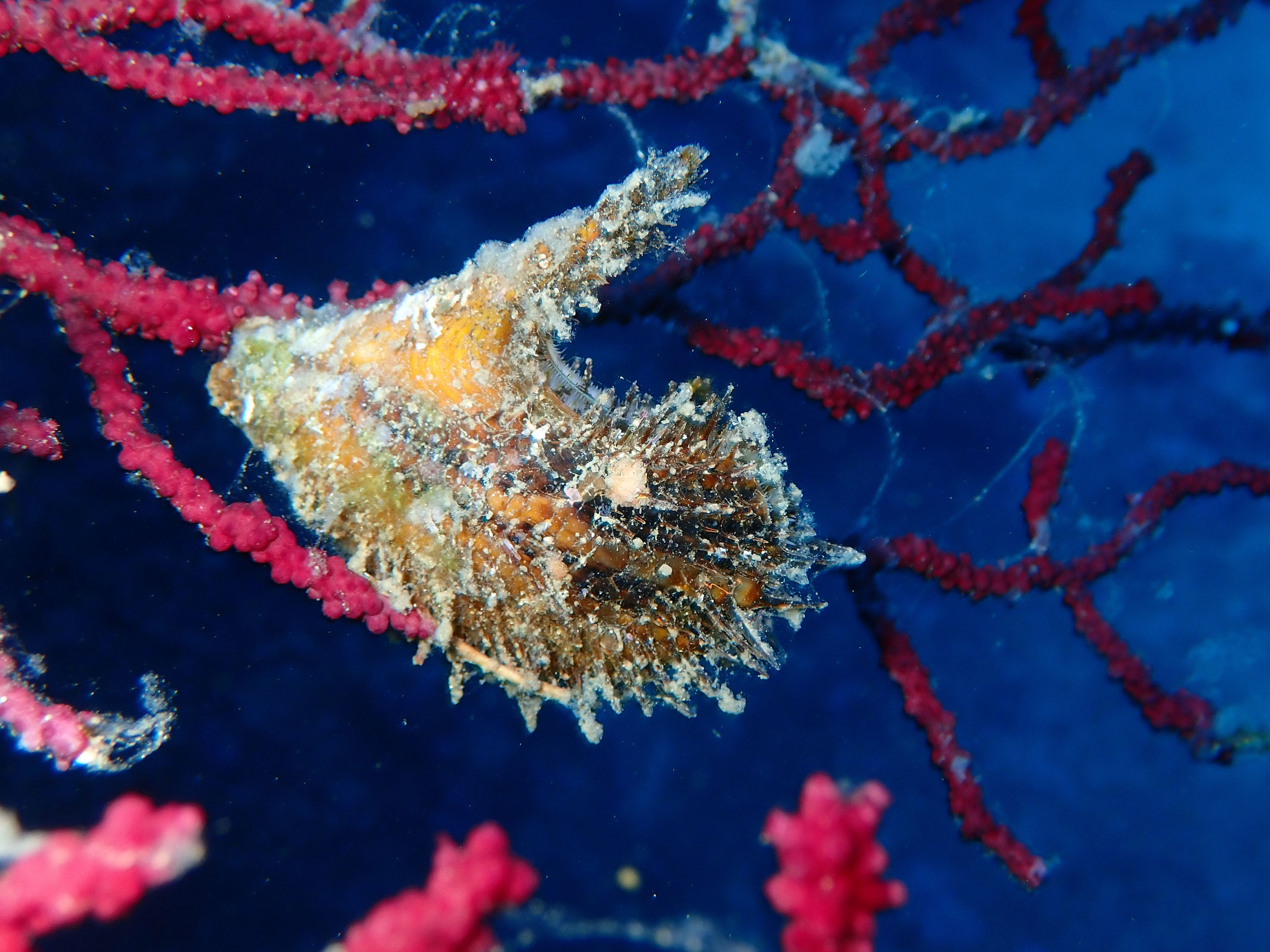 Pteria hirundo (Linnaeus, 1758)