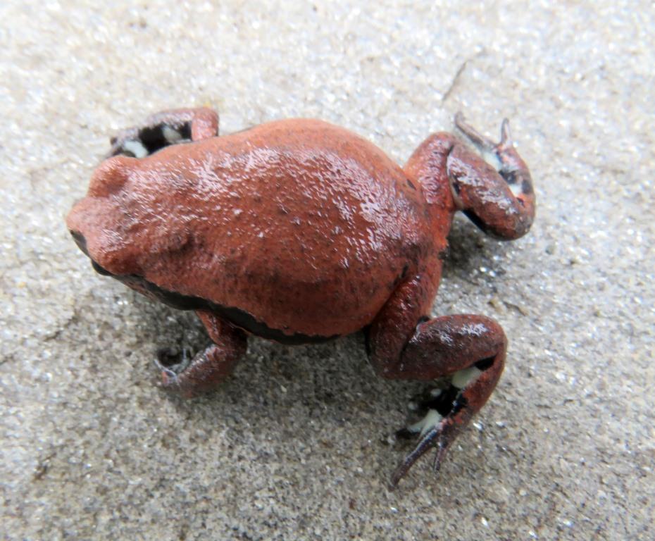 red-backed toadlet from Coomba Park NSW 2428, Australia on December 28 ...