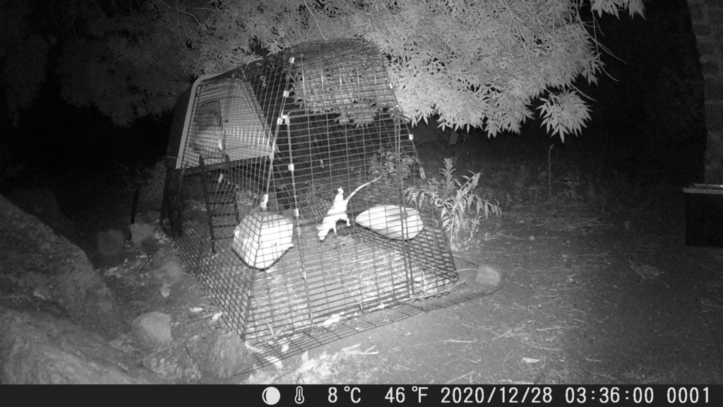 Black Rat from Perth WA, Australia on December 28, 2020 at 07:36 PM by ...