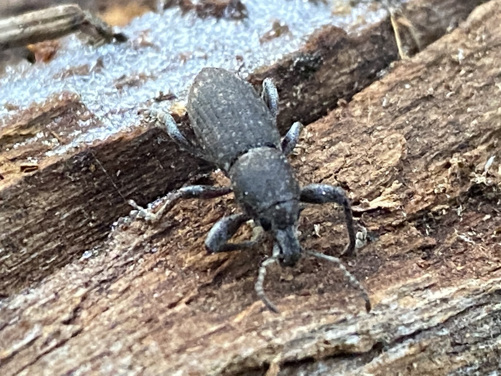 Broad-nosed Weevils from Deschutes National Forest, Bend, OR, US on ...