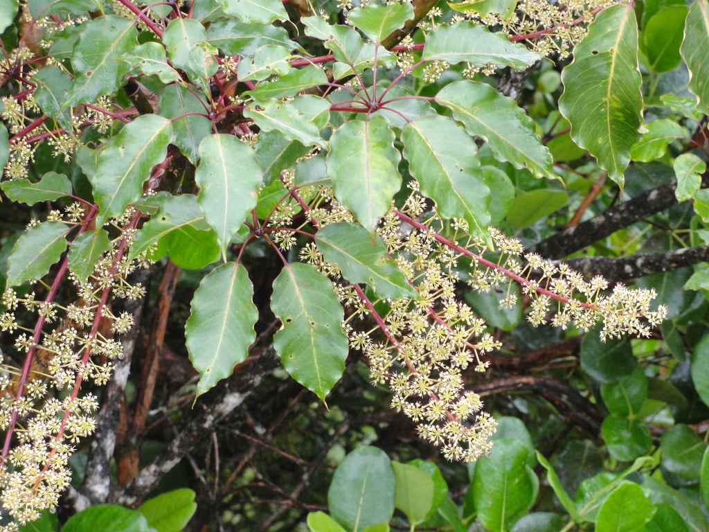 Sciodaphyllum pittieri from Monteverde, Provincia de Puntarenas, Costa ...