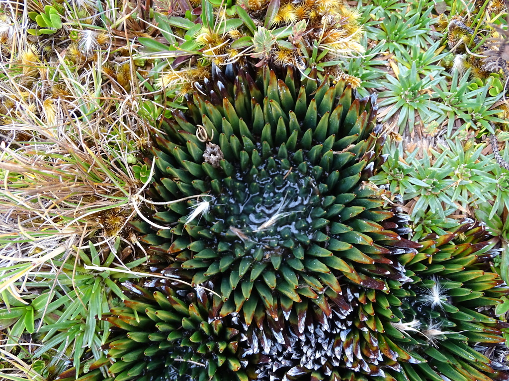quillworts (Isoetes) - Botanical Realm
