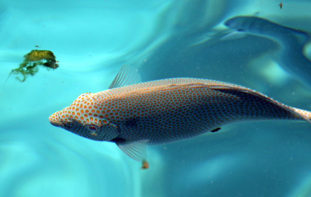 Spotted Rabbitfish from Green Island, QLD 4871, Australia on October 30 ...