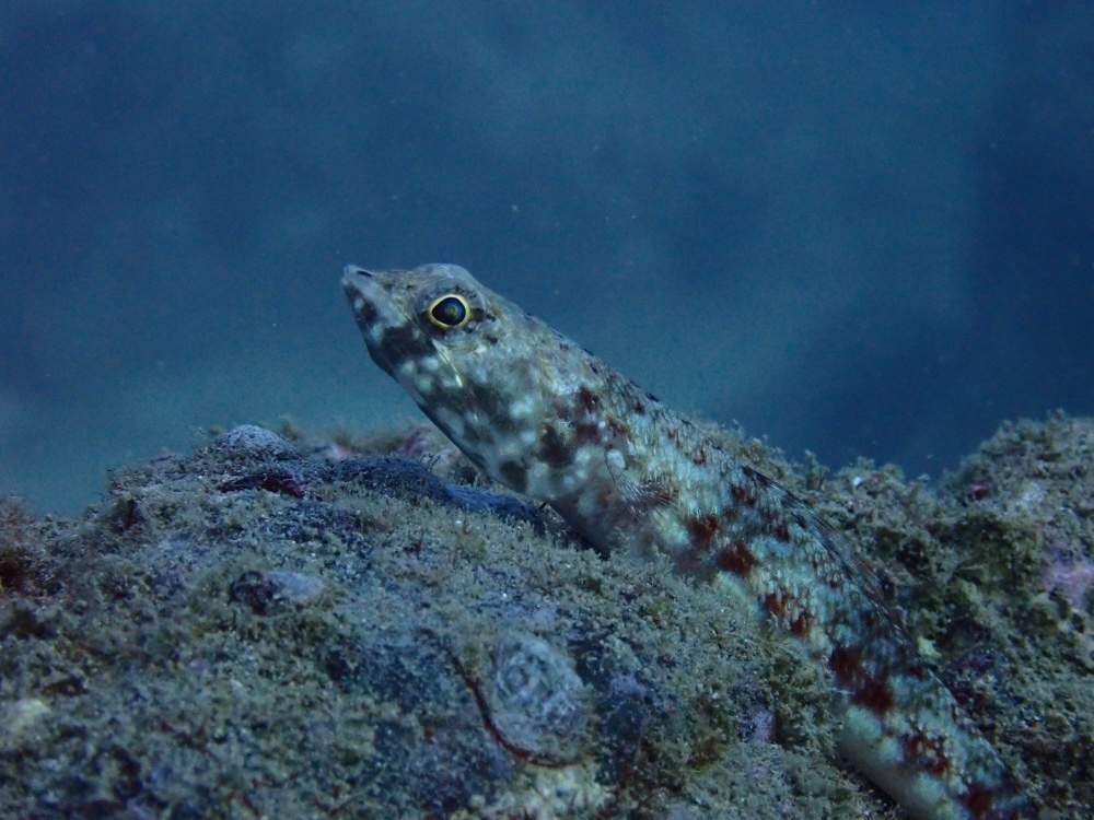 Variegated Lizardfish from North Pacific Ocean, Wailea, HI, US on ...