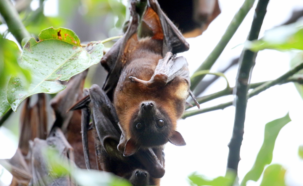 Little Red Flying Fox from 20 Henzell St, Redcliffe QLD 4020, Australia ...