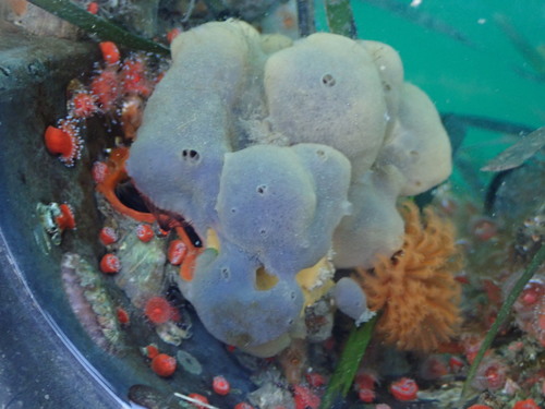 Mycale macginitiei · iNaturalist