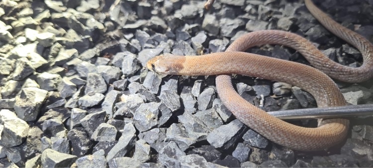 Pygopus steelescotti James, Donnellan & Hutchinson, 2001