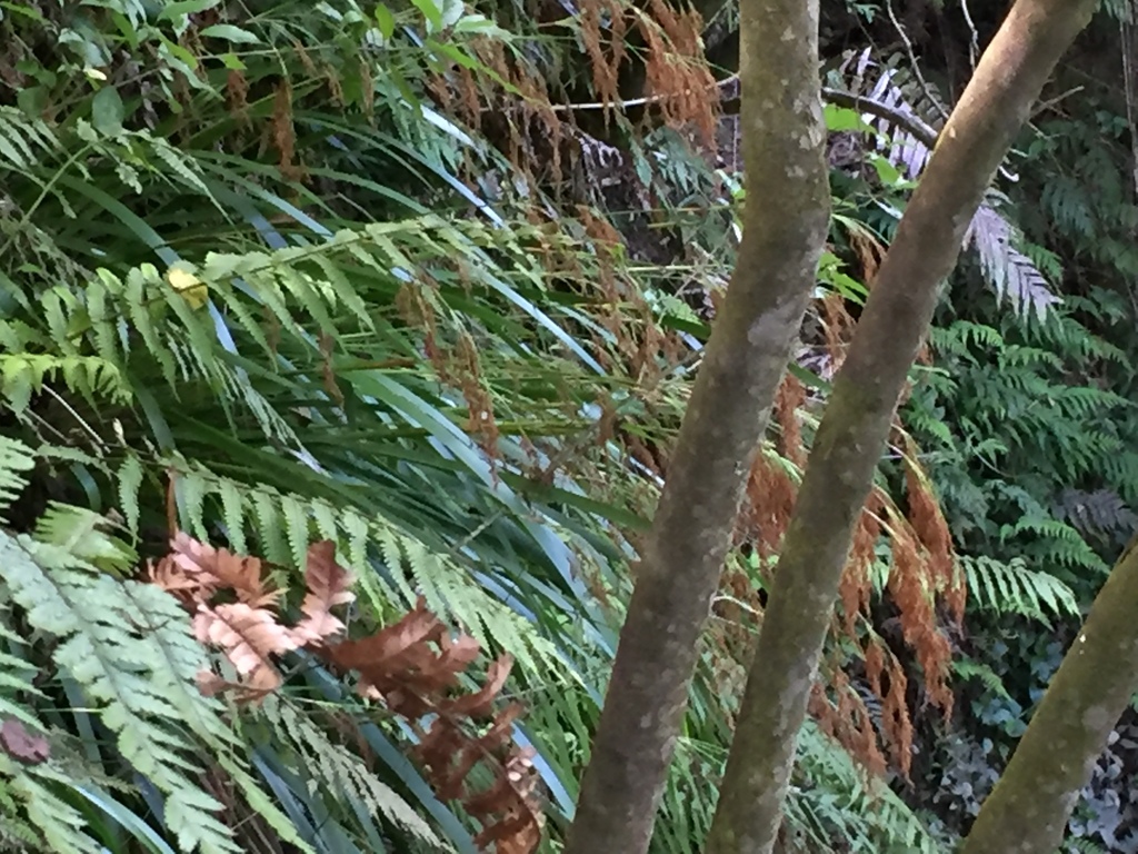 Tuhara from Bader, Hamilton 3206, New Zealand on December 28, 2020 at ...