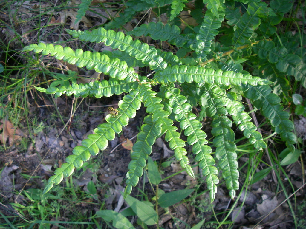 sweetfern from Grayling State Forest Area, W School Section Trail on ...
