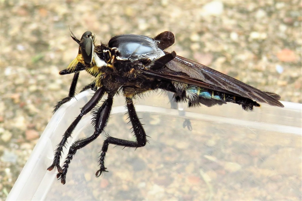 Giant Blue Robber Fly from Wallaga Lake NSW 2546, Australia on December ...