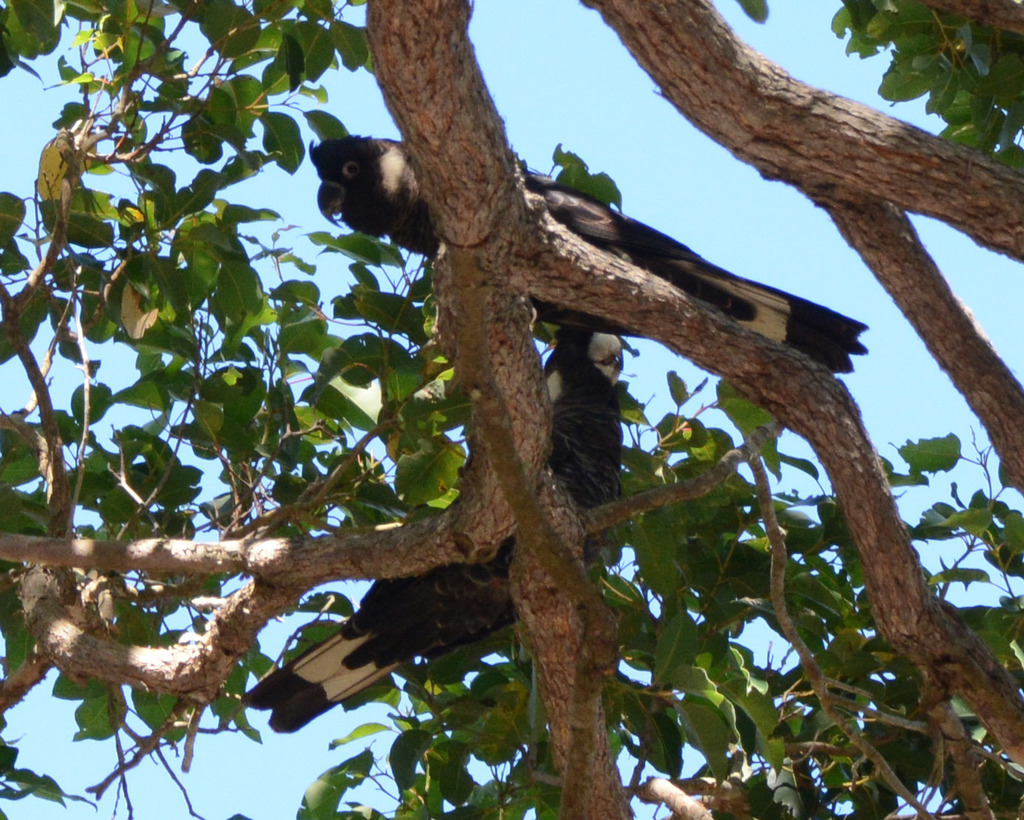 Baudin's Black-Cockatoo in December 2020 by ladyrobyn. There was about ...