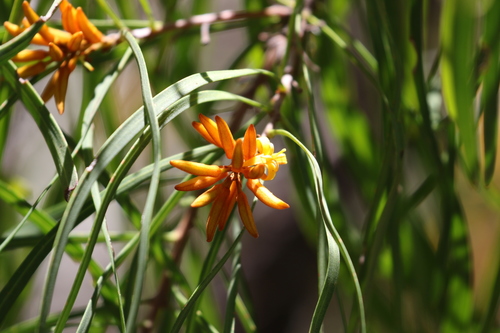 Snottygobble (Persoonia longifolia) · iNaturalist
