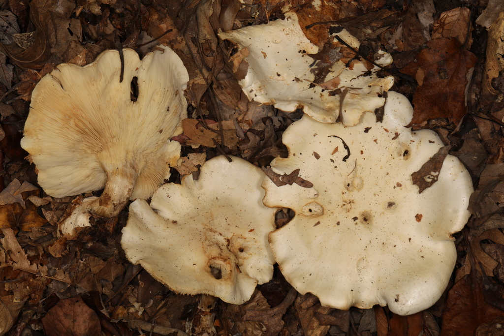 robust clitocybe from Brown Co., Indiana, USA on October 17, 2020 by ...