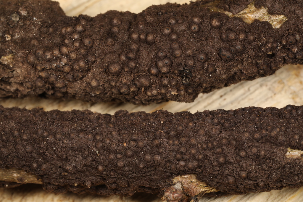 Rosellinia corticium from Van Buren Twp., Monroe Co., Indiana, USA on ...