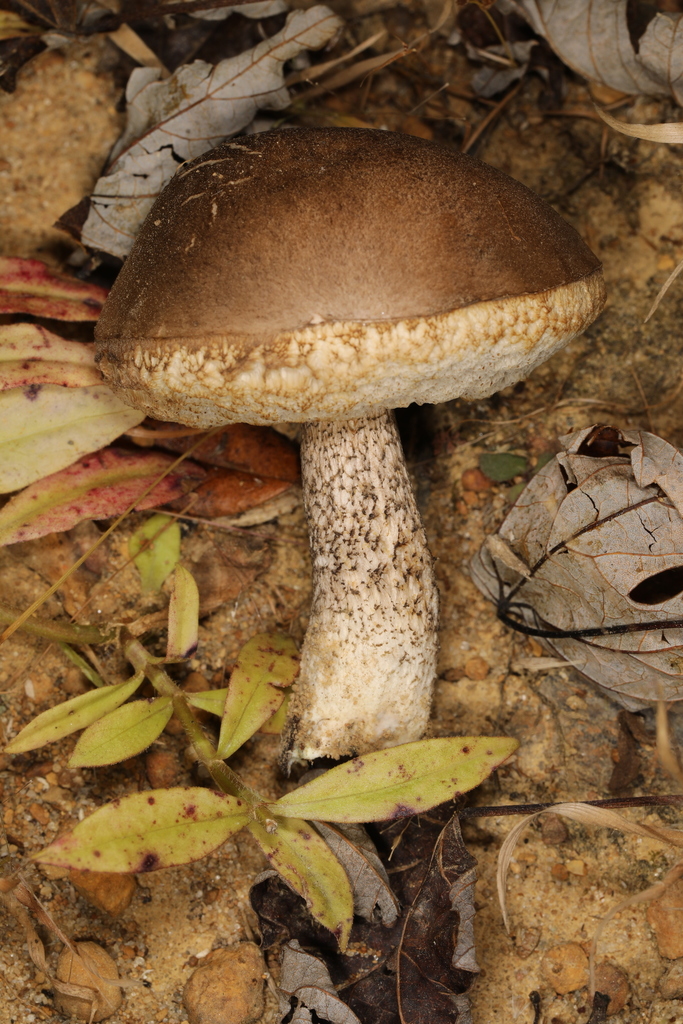 boletes from Salt Creek Twp., Decatur Co., Indiana, USA on October 18 ...