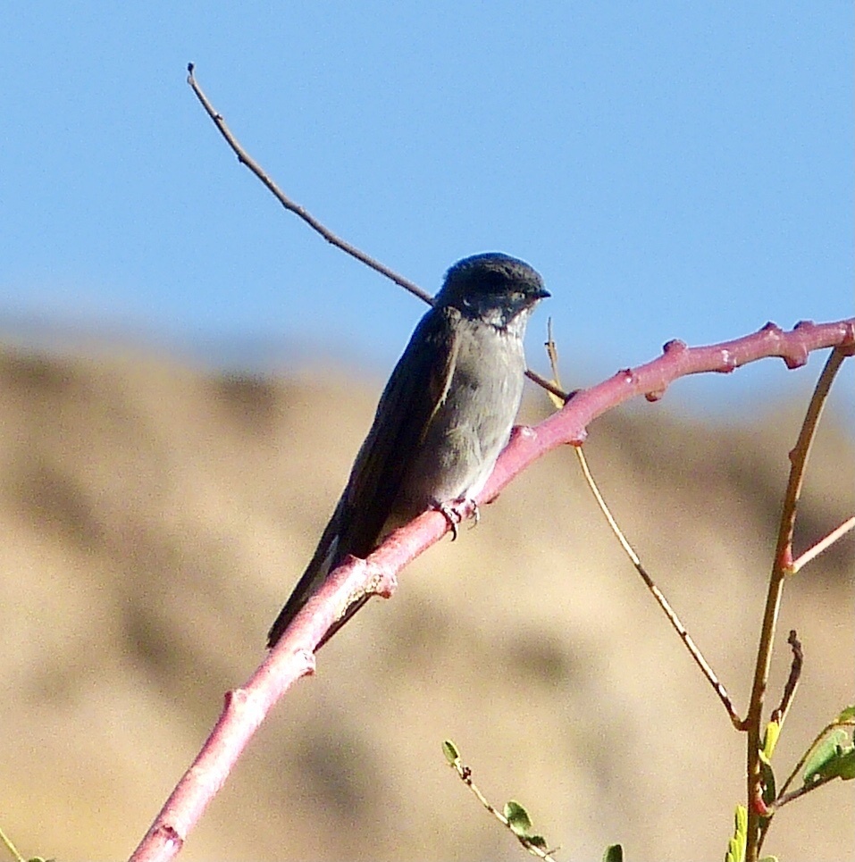 Madagascar Martin (Riparia cowani) - Avian Discovery