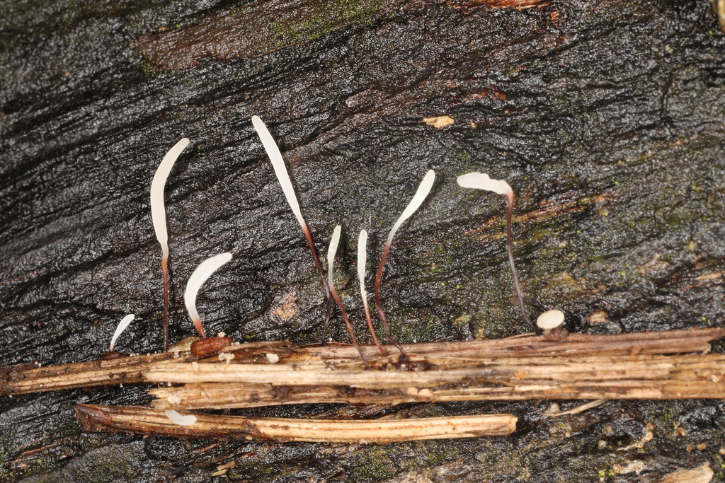 Redleg Club from Bendix Woods Park, St. Joseph Co., Indiana, USA on ...