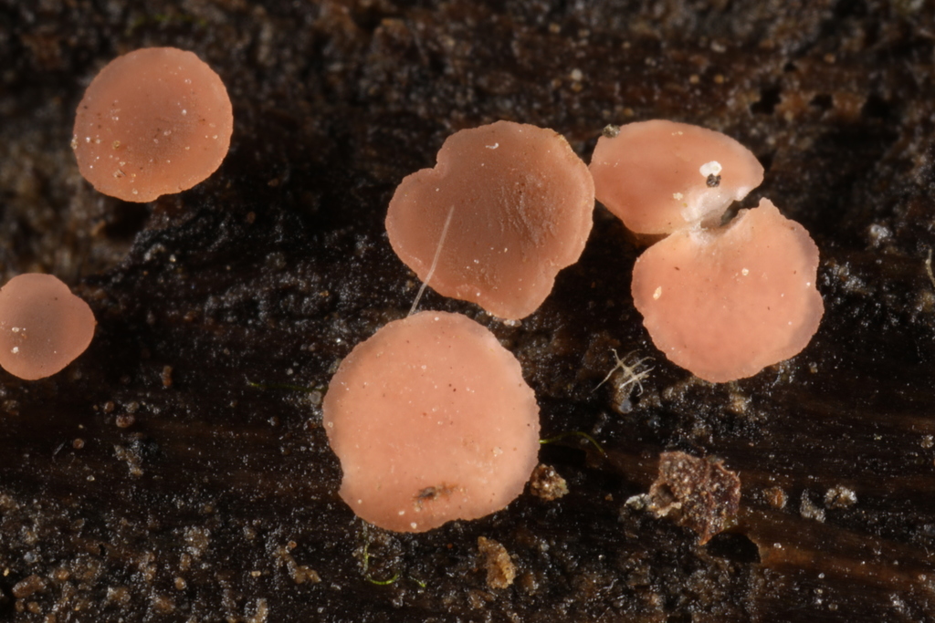 Orbilia crenatomarginata from Bloomington, Indiana, USA on October 18 ...