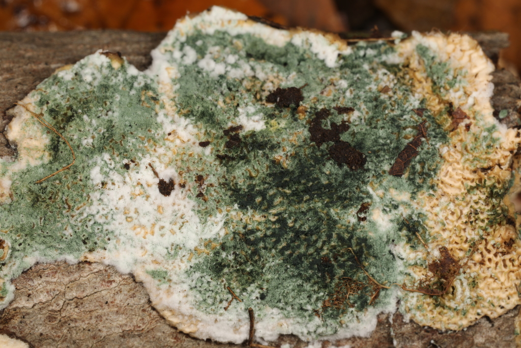 Trichoderma from Liberty Twp., Indiana, USA on October 21, 2020 by John ...