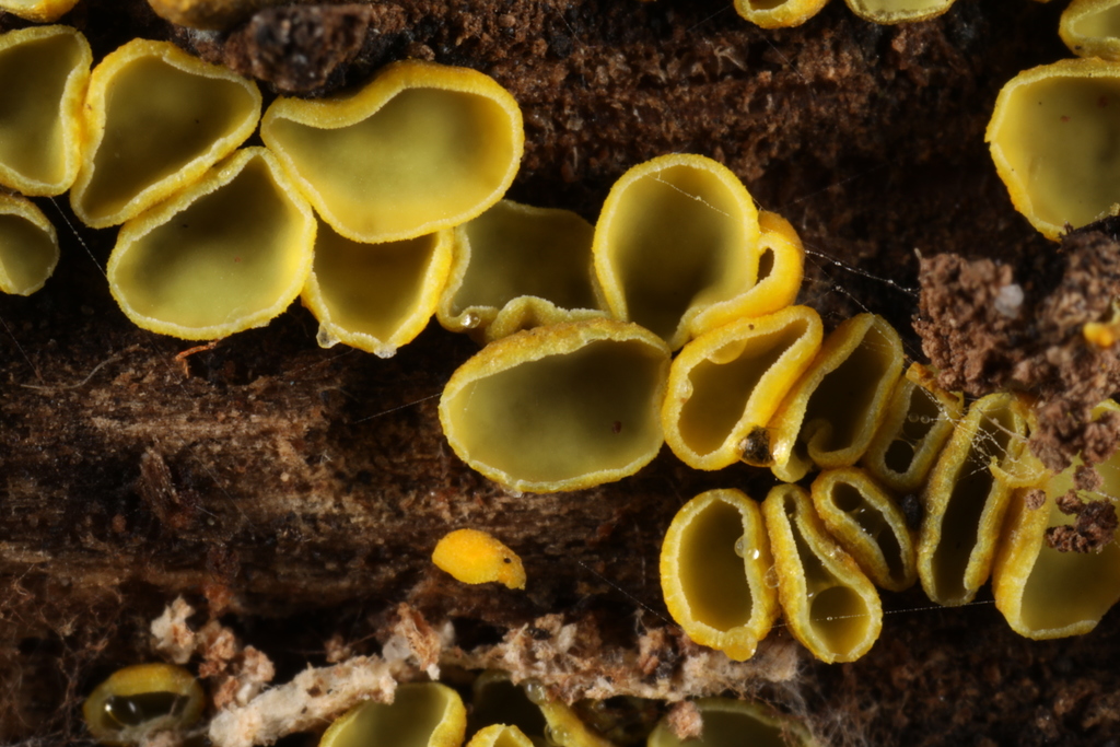 Chlorosplenium chlora from Porter, Indiana, USA on October 20, 2020 by ...