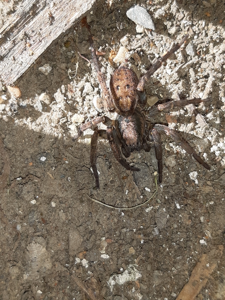 Vagrant Spiders from Otago 9230, New Zealand on December 28, 2020 at 06 ...