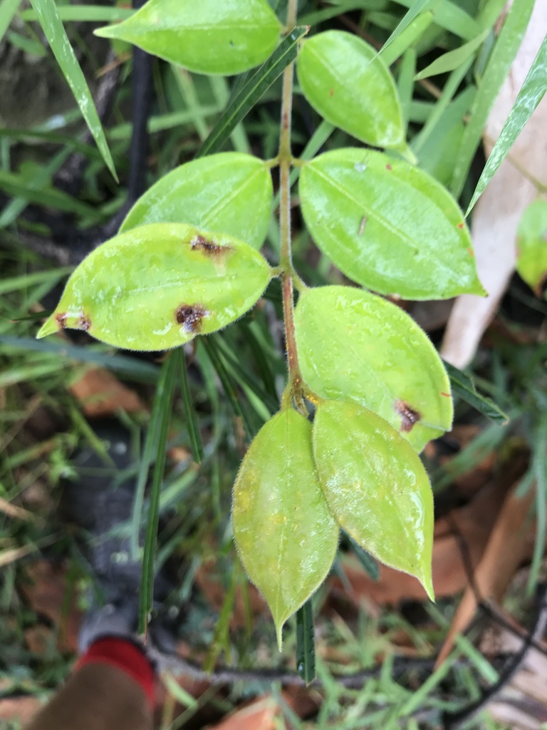 Myrtle Rust from Murramarang National Park, Pebbly Beach, NSW, AU on ...