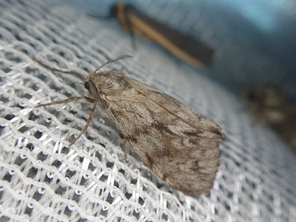 Parocneria furva from Hitachiōta, JP-IB, JP on June 12, 2020 at 08:51 ...