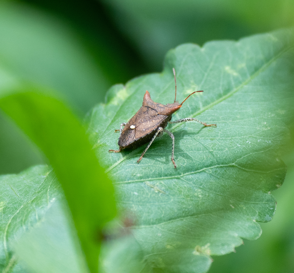Brown Stink Bugs from Estr. do Taquaruçu - Paranapiacaba, Santo André ...