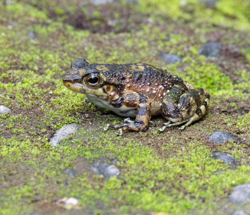Brazilian Torrent Frog from Estr. do Taquaruçu - Paranapiacaba, Santo ...