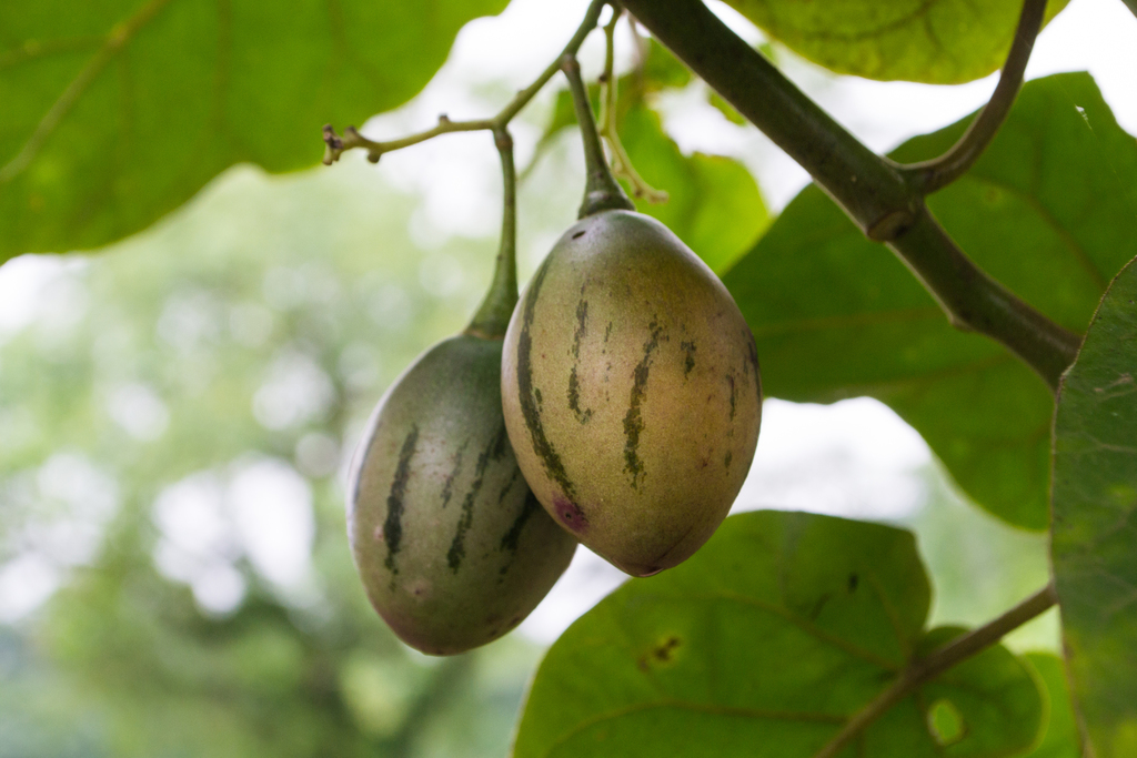 tamarillo ((1) Food forest Species) · iNaturalist