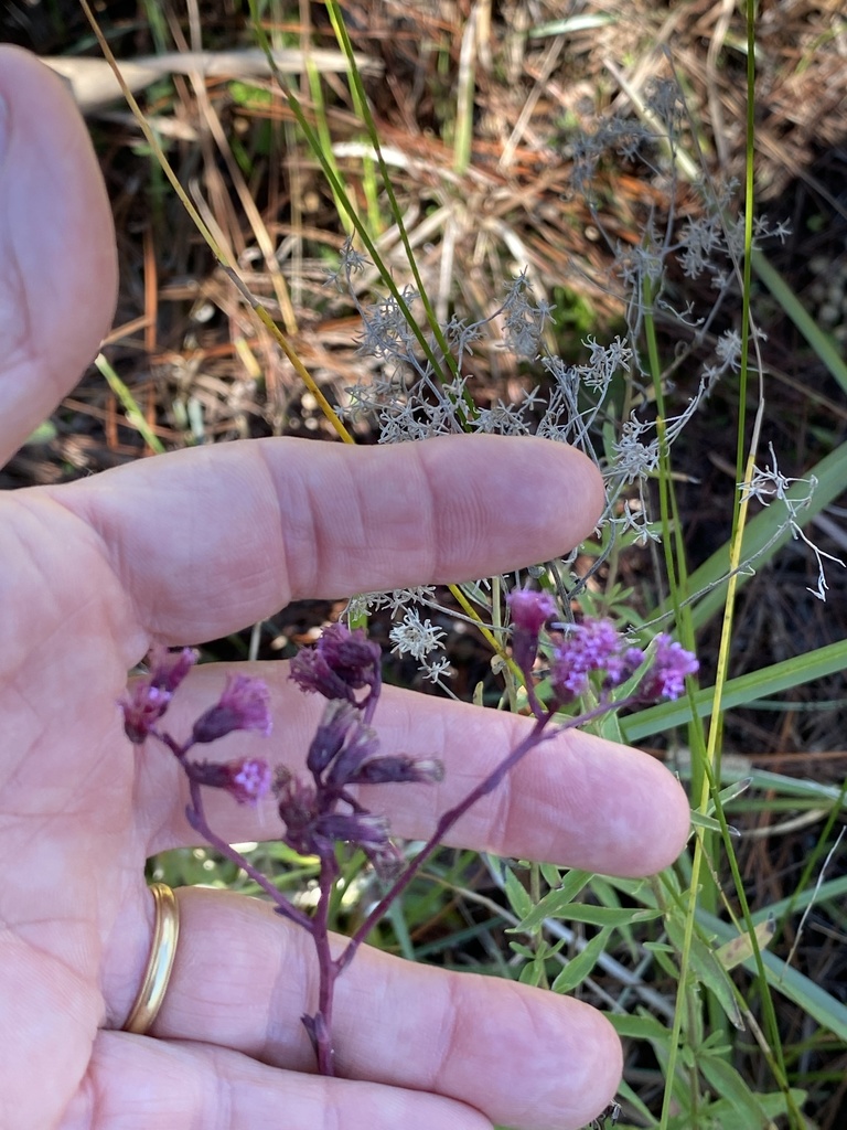 Pineland Purple from Estero Bay Buffer Preserve, Estero, FL, US on ...