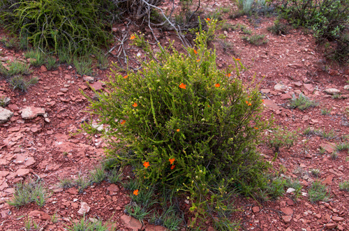 Balbisia miniata · iNaturalist