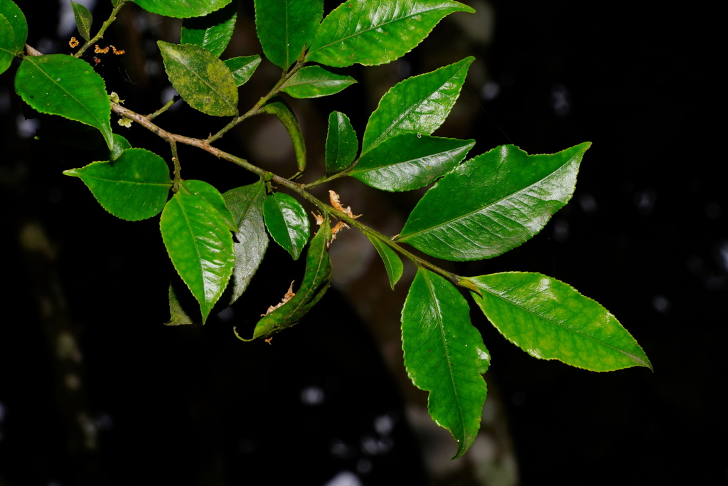 (Pentaphylacaceae) - Botanical Realm