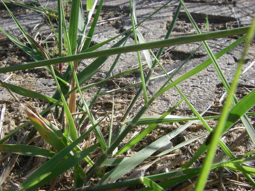 Sand Dropseed (Plants of Lathrop State Park) · iNaturalist