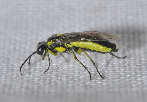 Rhogogaster genistae · iNaturalist United Kingdom