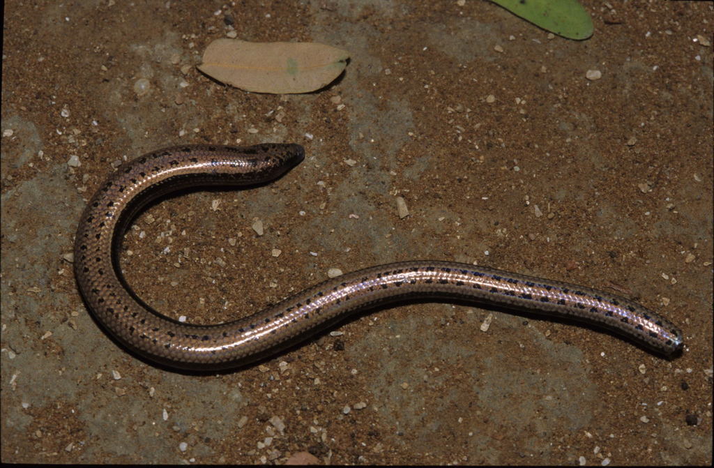 Prachuap Snake Skink from Sam Roi Yot, Sam Roi Yot District, Prachuap ...