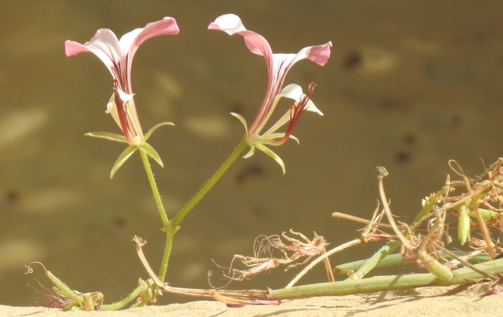 square-stemmed pelargonium from Gamtoos River Valley, EC, South Africa ...