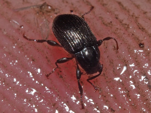 Genus Limnius · iNaturalist
