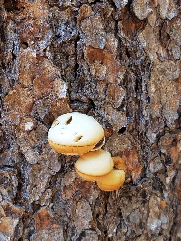 Veiled Polypore (Flora and Fauna of the Auburn State Recreation Area ...
