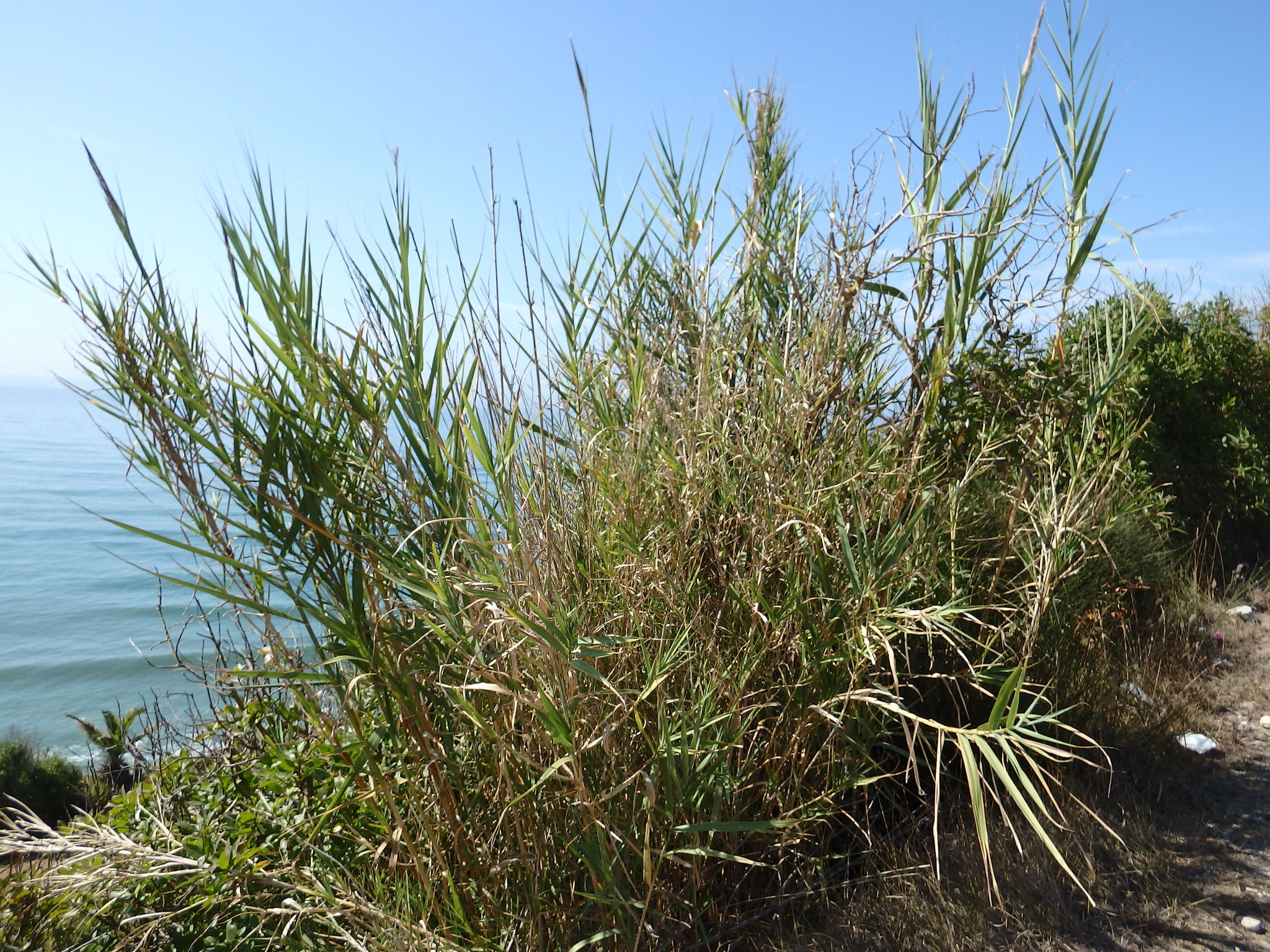 Arundo micrantha Lam.