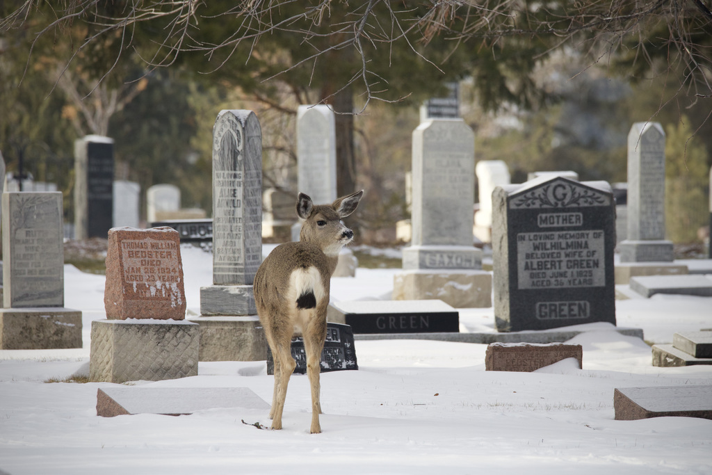Mule × White-tailed Deer from Fleetwood, Lethbridge, AB, Canada on ...