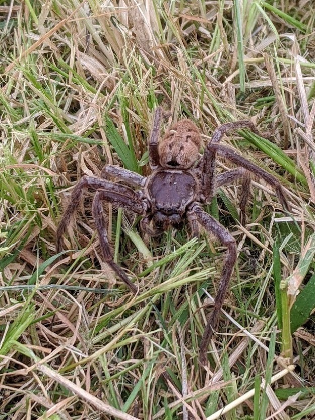 Mountain Huntsman from Gordon VIC 3345, Australia on December 17, 2019 ...