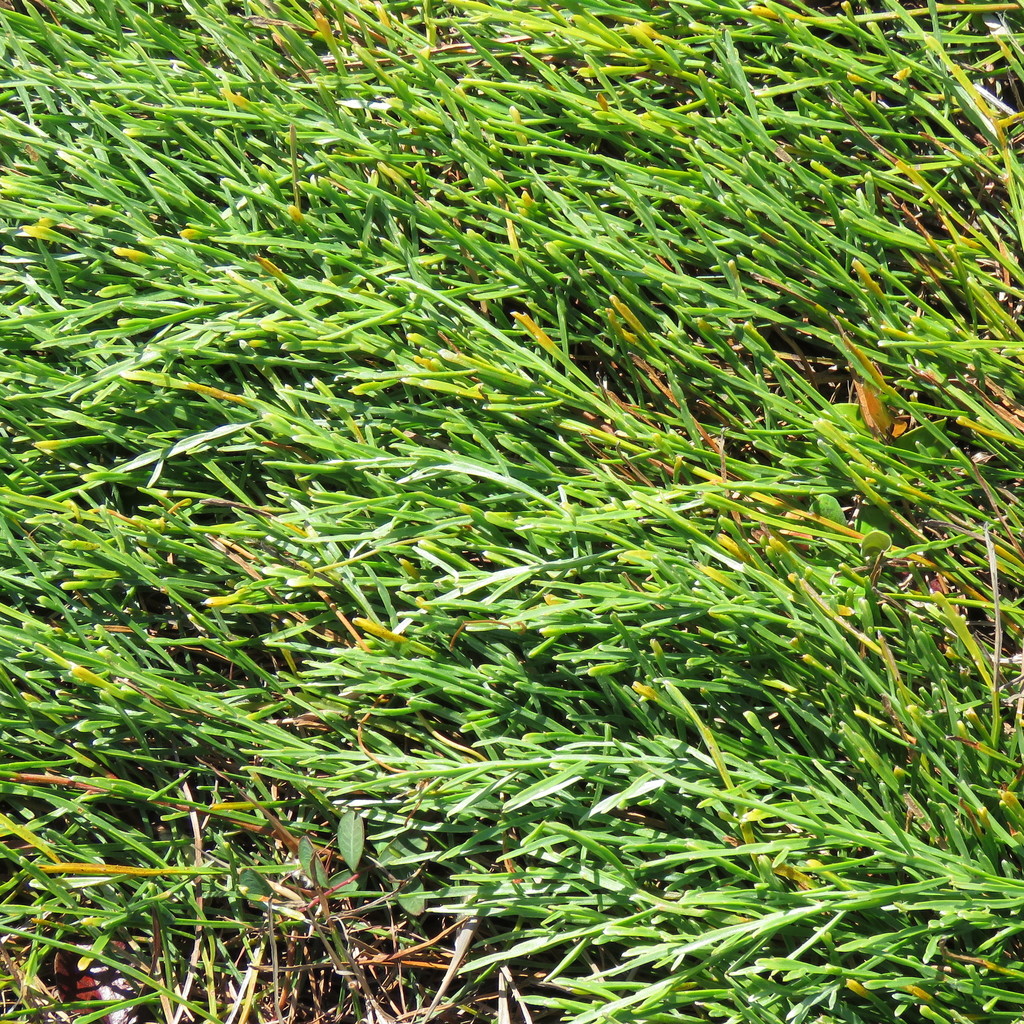 Jacksonia thesioides from Shelburne QLD 4874, Australia on August 18 ...