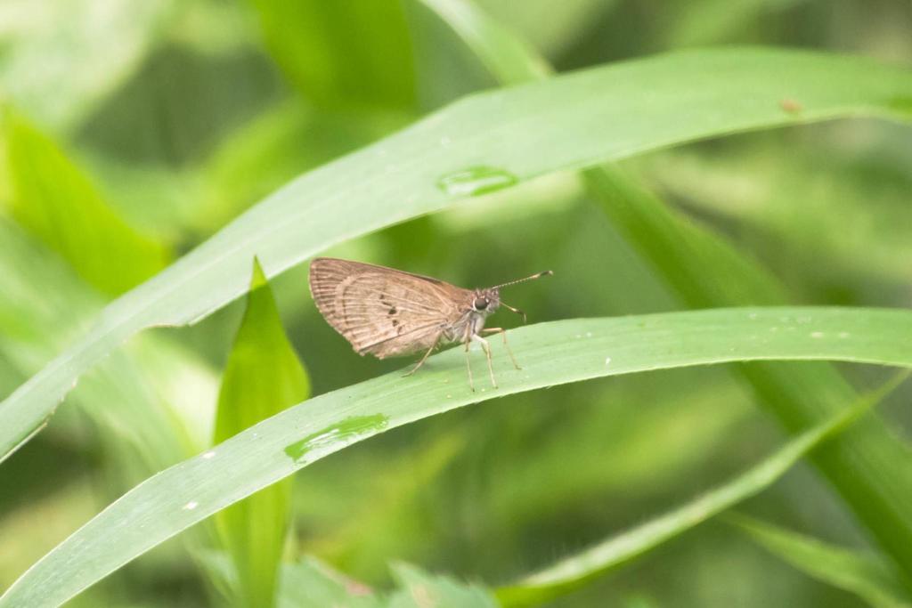 Cymaenes gisca from Curitiba, PR, Brasil on December 26, 2020 at 11:39 ...