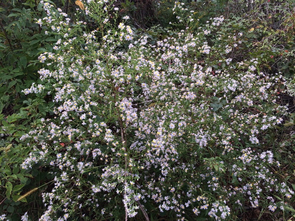 American asters from Brooklyn, NY, USA on September 29, 2017 at 01:35 ...