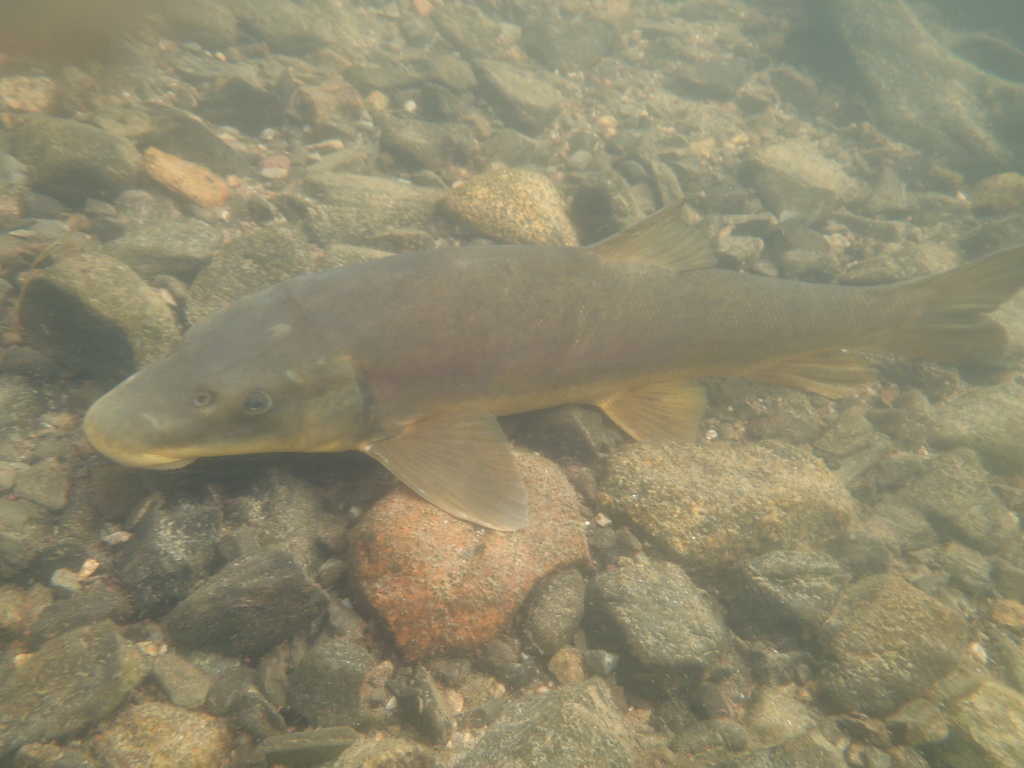 Meunier rouge (Poissons d'eau douce du Québec ) · iNaturalist